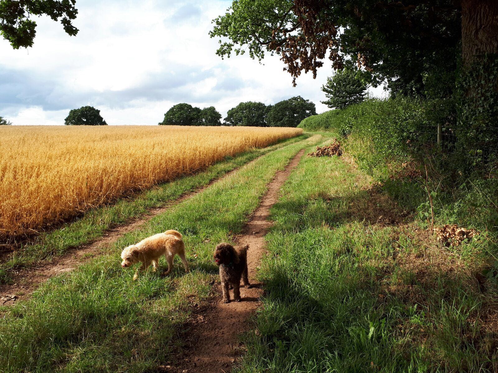 Treat your dog to a farm adventure break at Waterloo Kennels