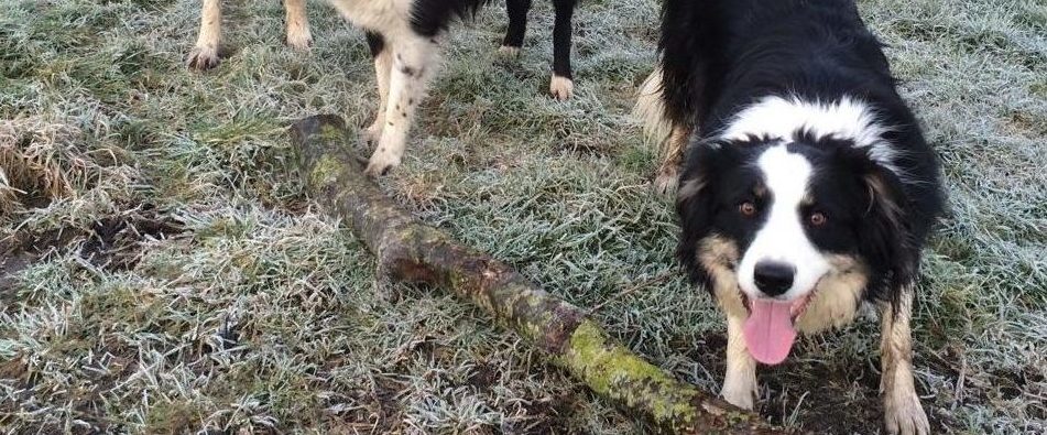 collies and stick – Waterloo Cheltenham