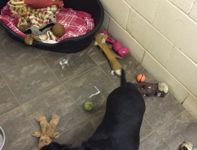 toy hoarder ruby bedroom – Waterloo Cheltenham